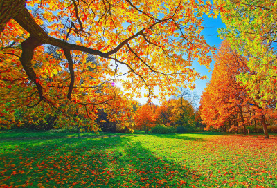 Autumn Forest Path jigsaw puzzle in Great Sightings puzzles on ...