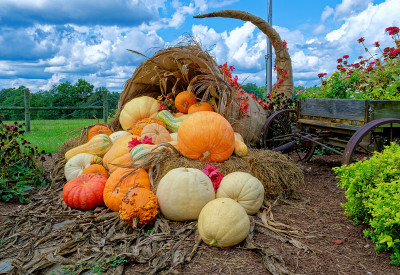 A Large Cornucopia Filled with Pumpkins jigsaw puzzle in Puzzle of the ...