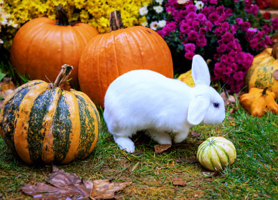 White Rabbit in the Autumn Garden jigsaw puzzle in Animals puzzles on ...