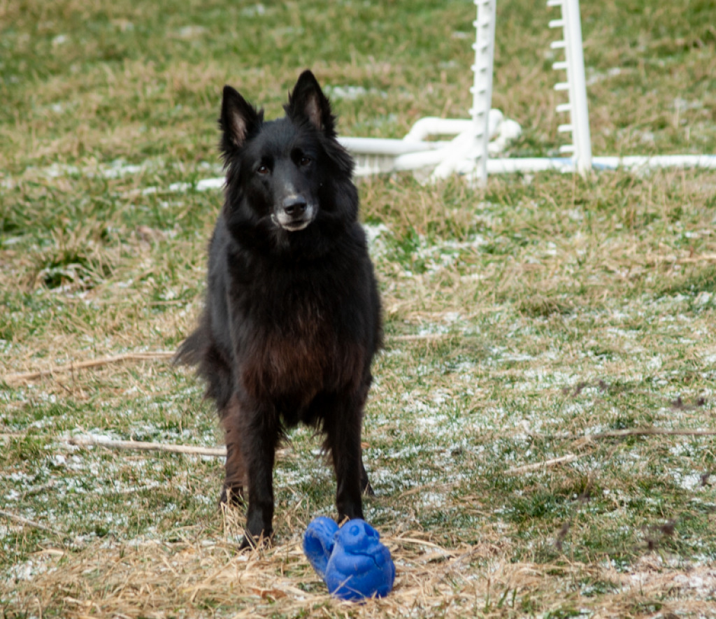 P1110541 jigsaw puzzle in sharon lafuse puzzles on TheJigsawPuzzles.com