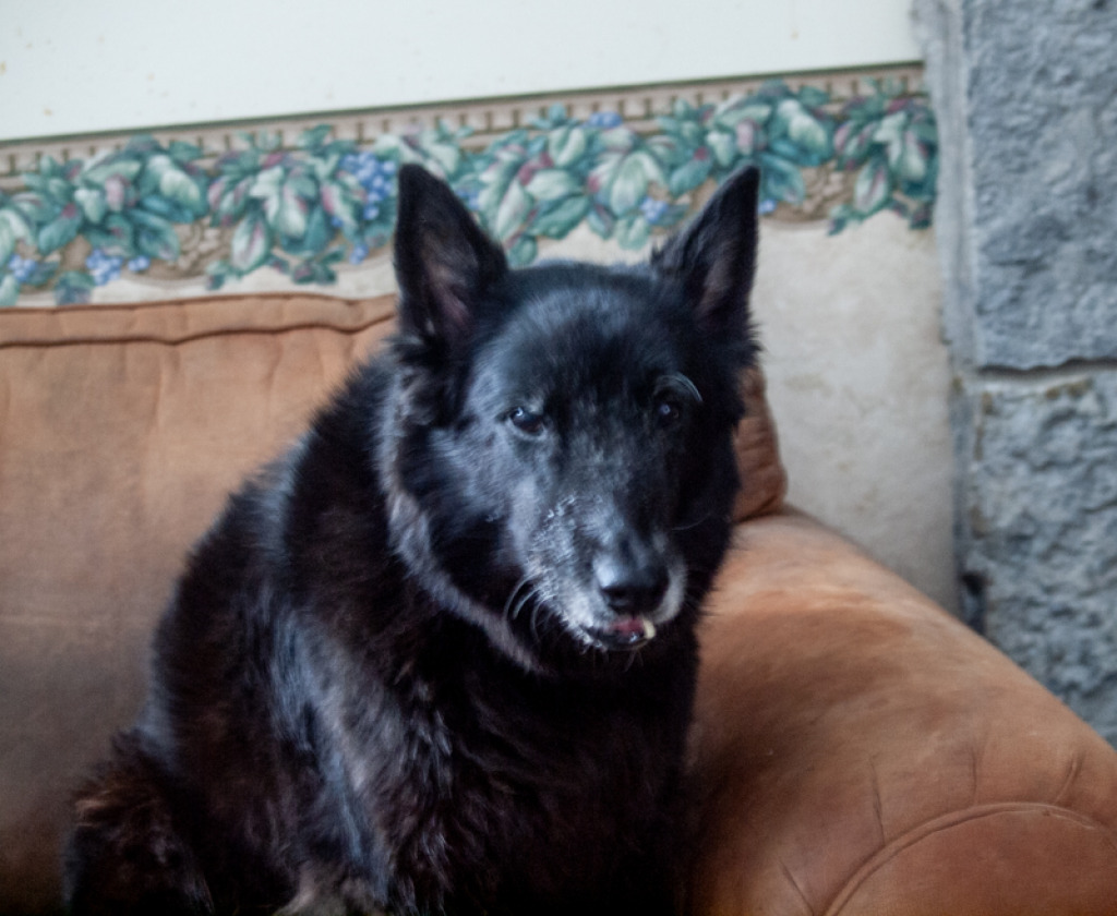 P1160565 jigsaw puzzle in sharon lafuse puzzles on TheJigsawPuzzles.com