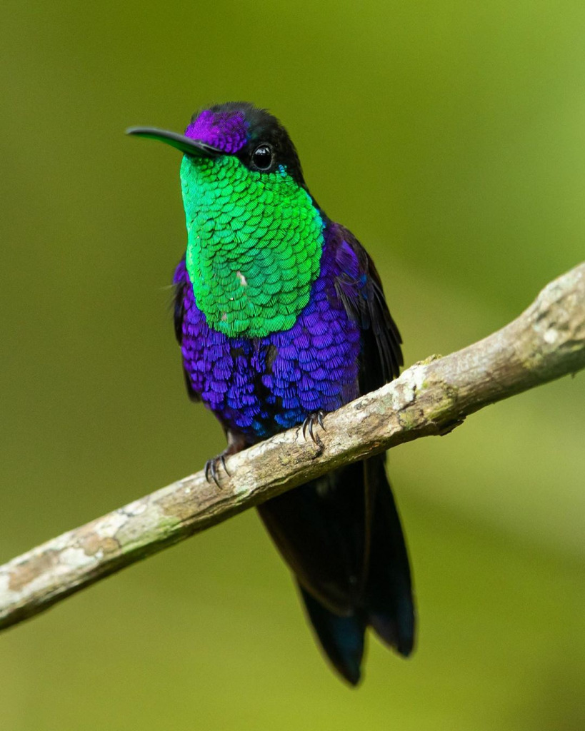 j4cqmpvkd7631 jigsaw puzzle in WENDY KNOLL puzzles on TheJigsawPuzzles.com