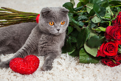 Le Chat britannique et beaucoup de roses rouges Puzzle en Saint ...