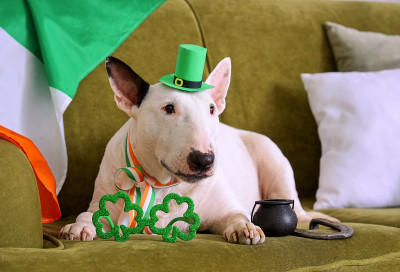 A Bull Terrier Celebrates St. Patrick's Day jigsaw puzzle in Animals ...