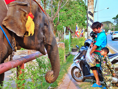 Ayutthaya Elephant Palace & Royal Kraal, Thailand jigsaw puzzle in ...