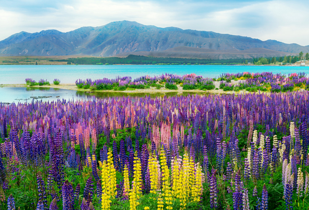 Landscape At Lake Tekapo and Lupin Field In New Zealand. Lupin Field At ...