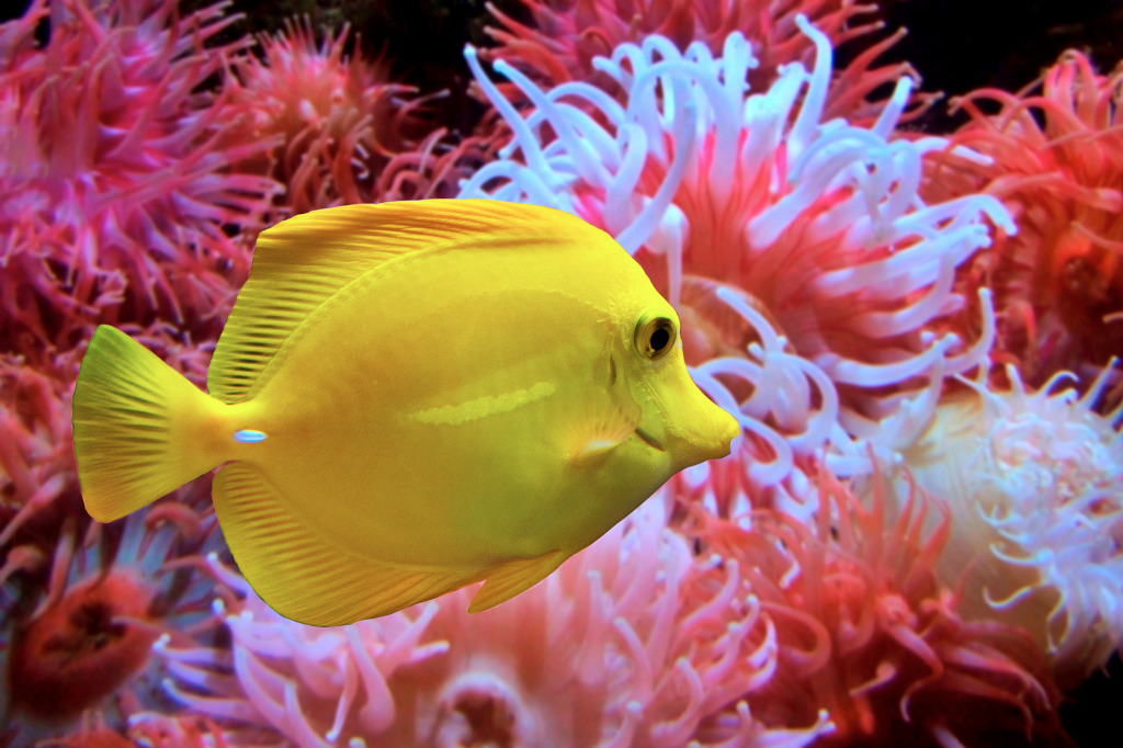 Closeup of A Yellow Tang Fish (zebrasoma Flavescens) With Pink Anemone ...