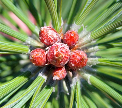 Pine Tree Branch jigsaw puzzle in Macro puzzles on TheJigsawPuzzles.com